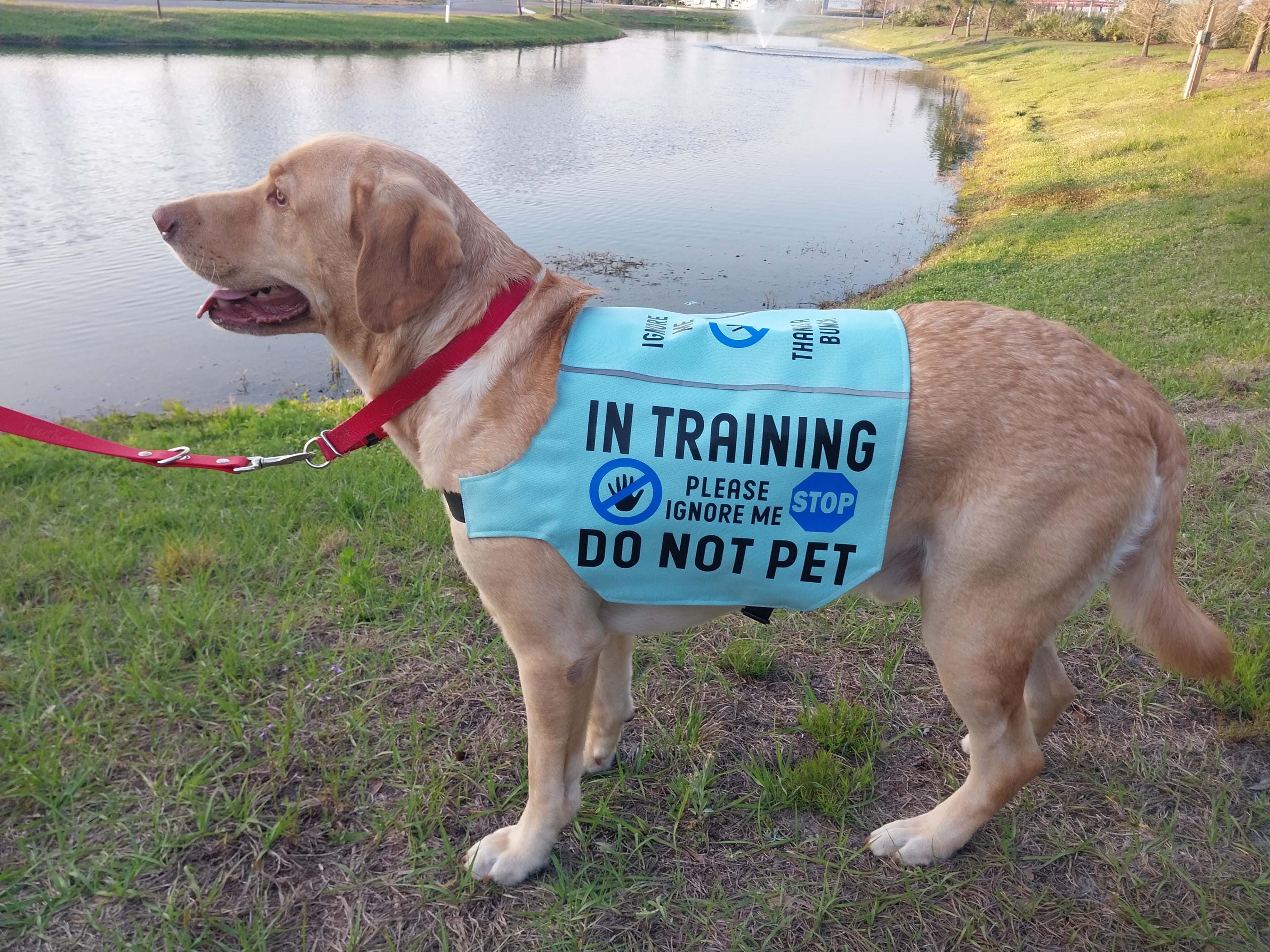 In Training Do Not Pet Dog Vest & Leash Wrap COMBO - Etsy