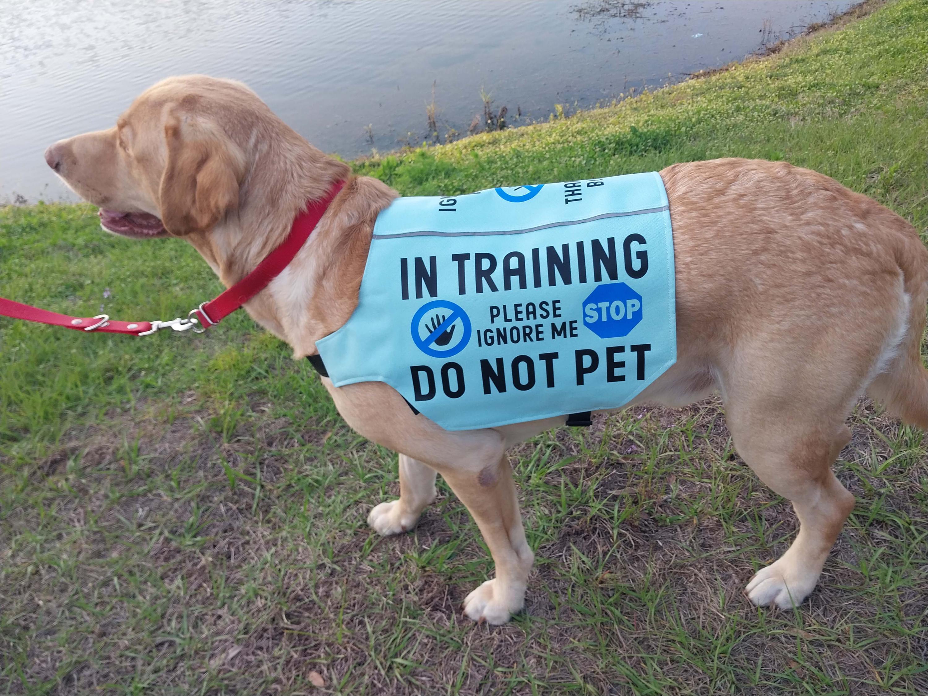 In Training Do Not Pet Dog Vest & Leash Wrap COMBO - Etsy