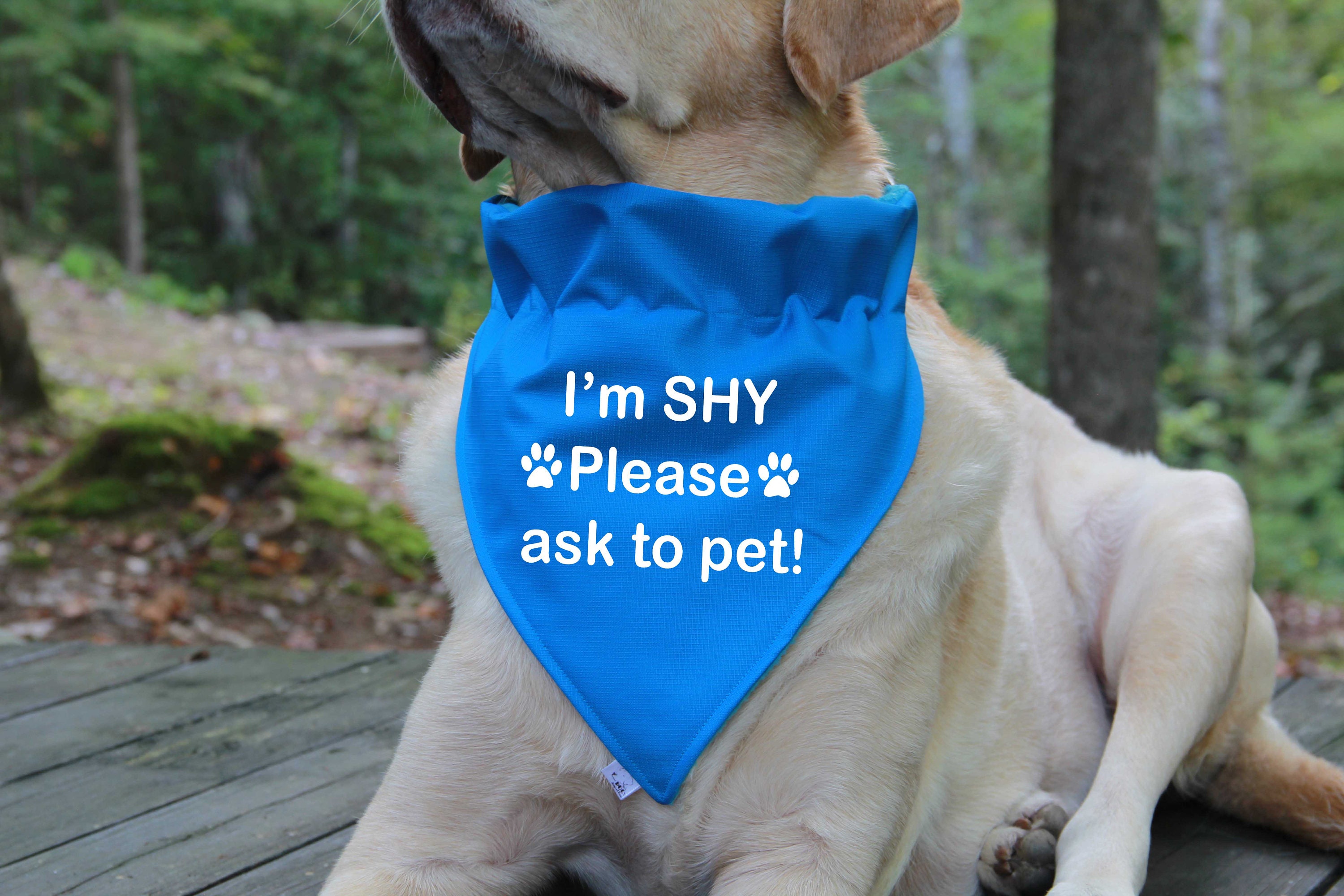 I'm Shy Dog Bandana Over the Collar Bandana Rescue Dog | Etsy