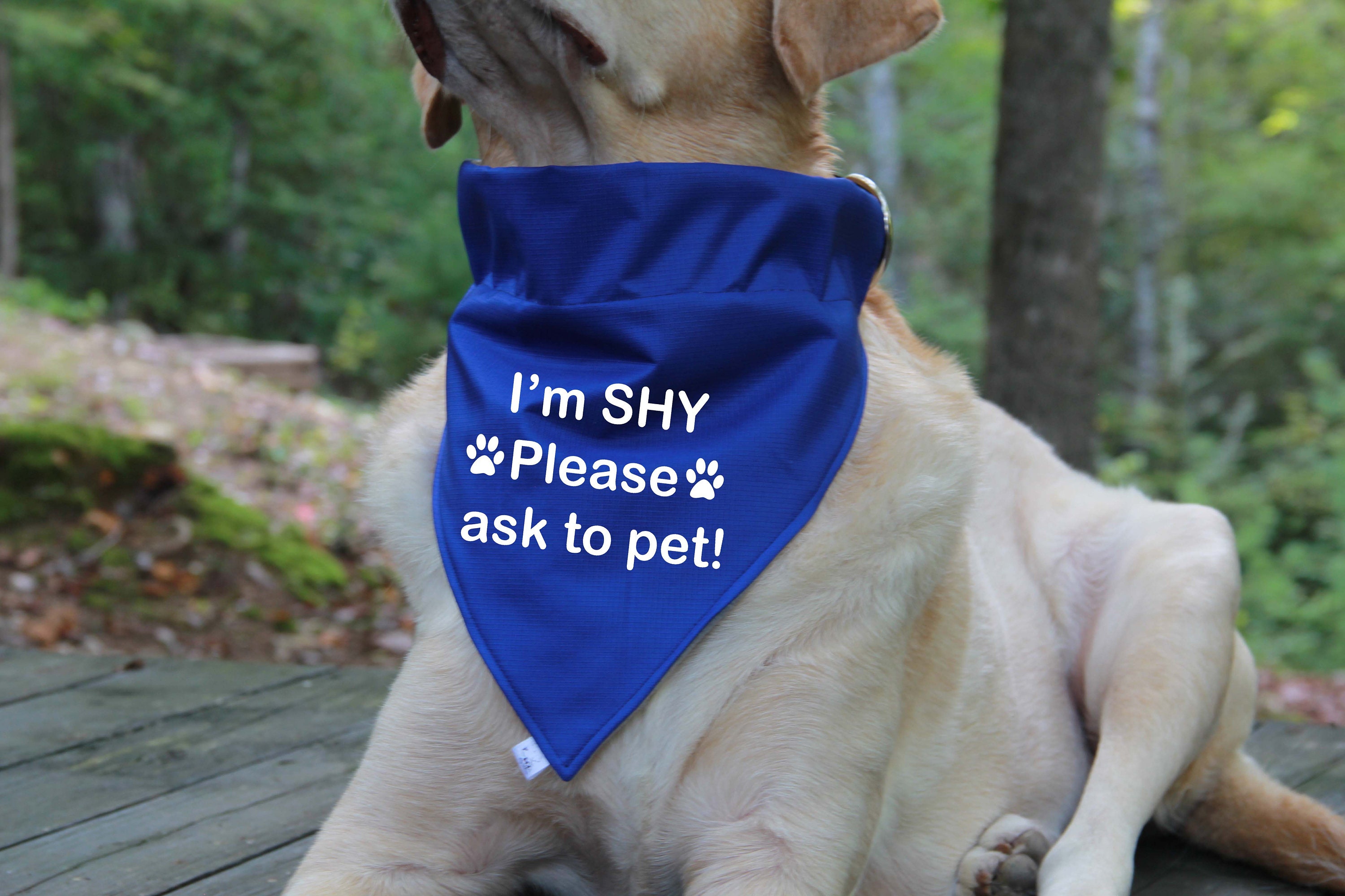 I'm Shy Dog Bandana Over the Collar Bandana Rescue Dog | Etsy
