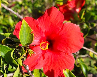 Ruby Blooms: Red Hawaiian Hibiscus Flower Photography Tropical Home ...