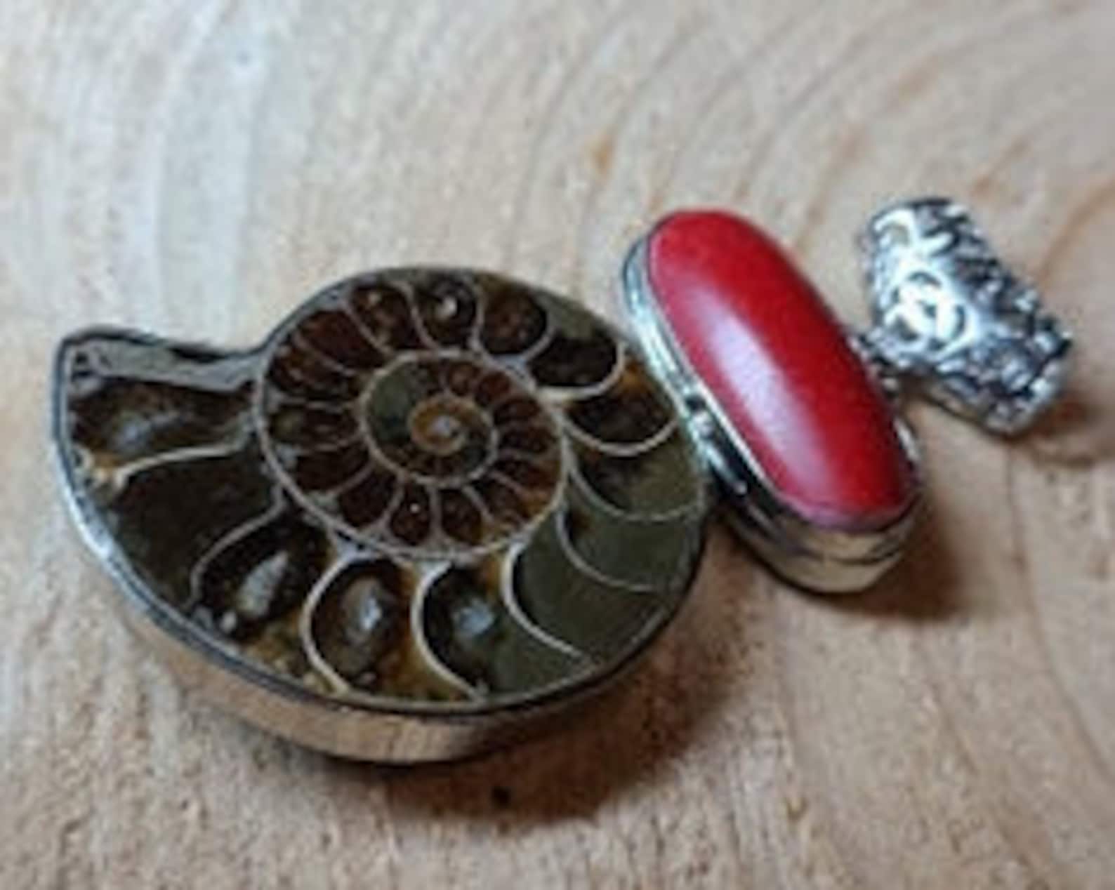 Ancient Natural Ammonite Fossil Ursula Conch Shell Coral - Etsy