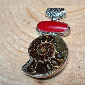 Ancient Natural Ammonite Fossil Ursula Conch Shell Coral - Etsy