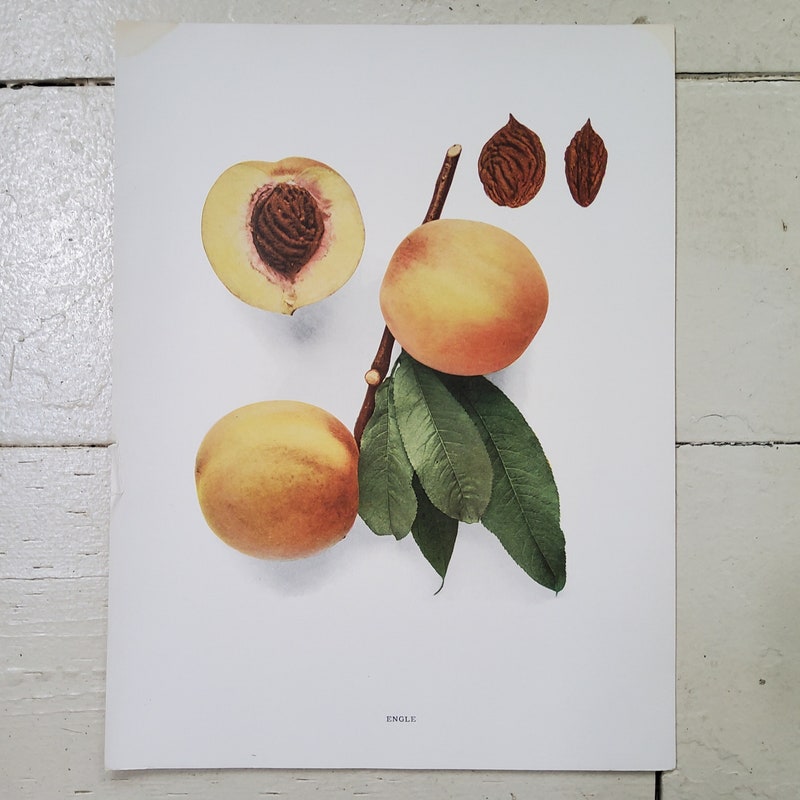 Peach Print - Etsy