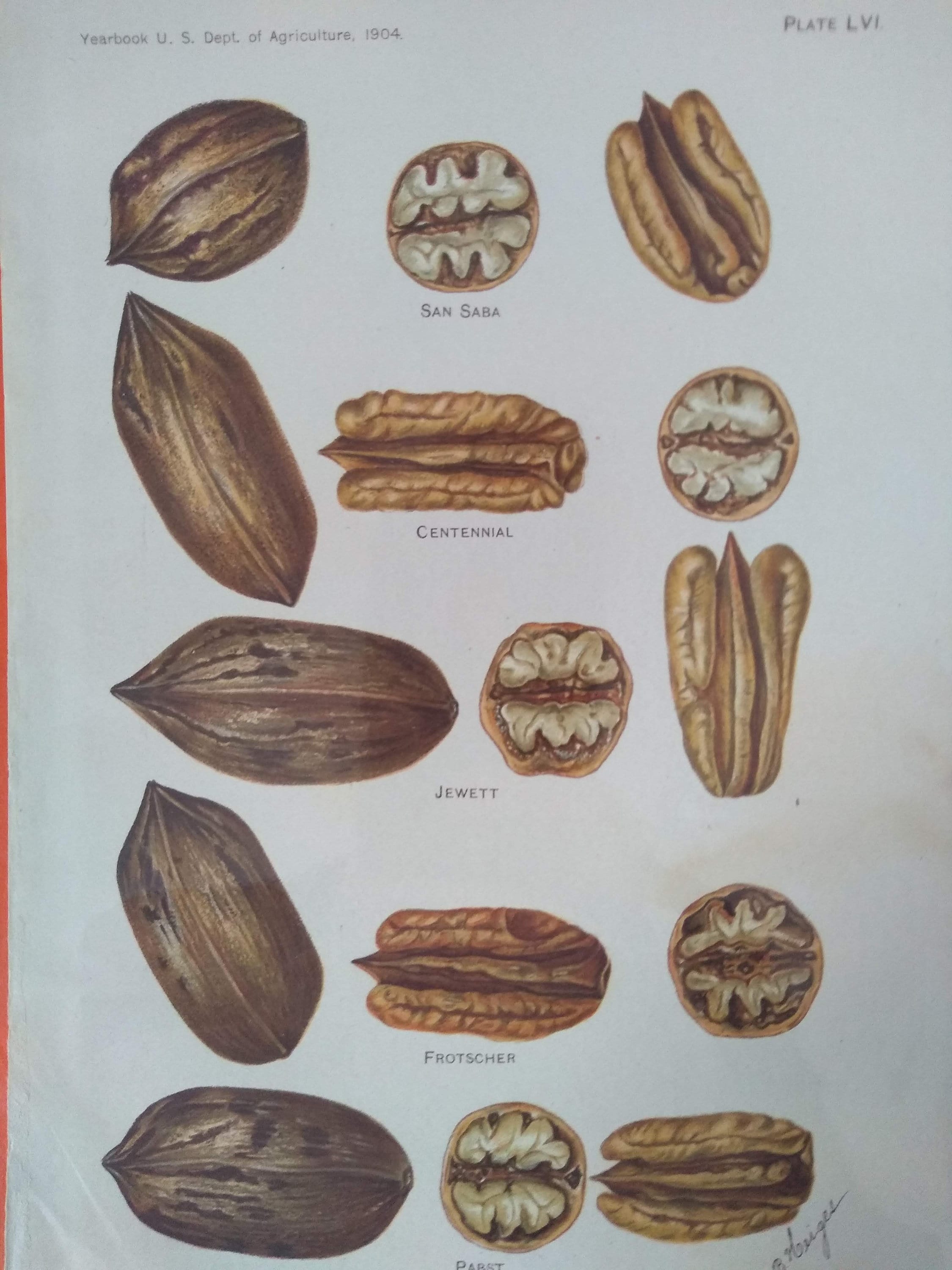 Pecan Nut Size Chart