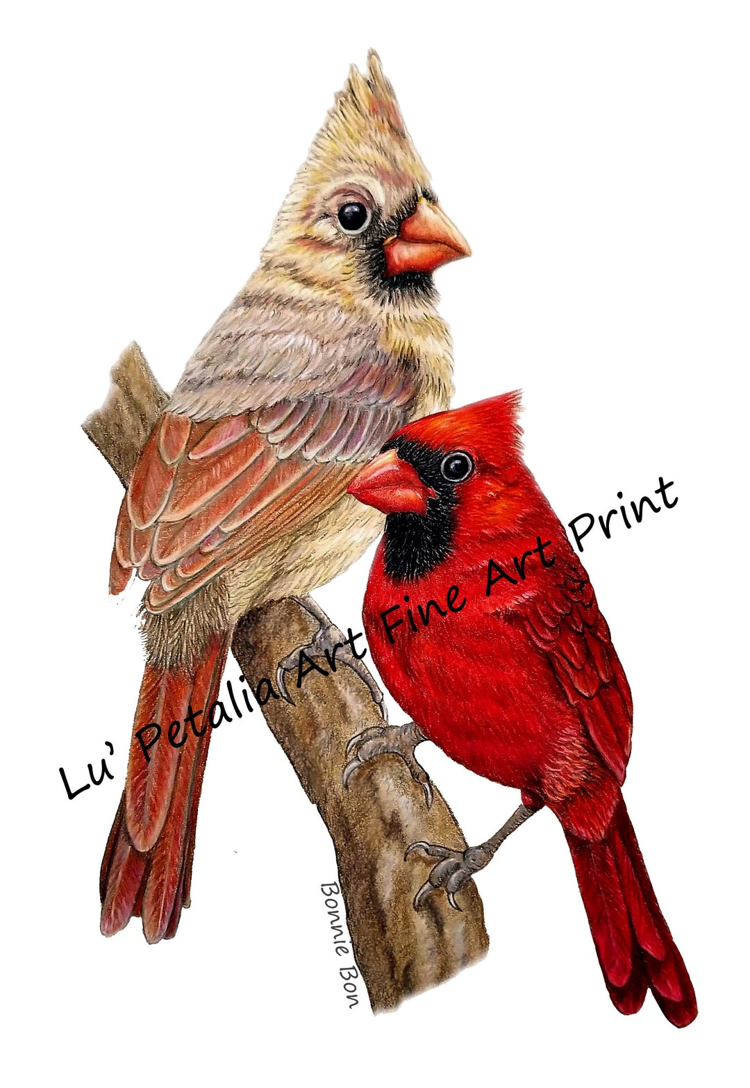 Cardinal Pair Art Print: Giclee Fine Art, Pastels and Pencils - Etsy
