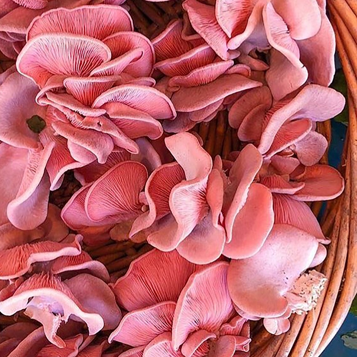 Pink Oyster Liquid Culture - Etsy