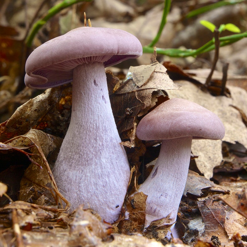 Wood Blewit Mushroom Liquid Culture - Etsy