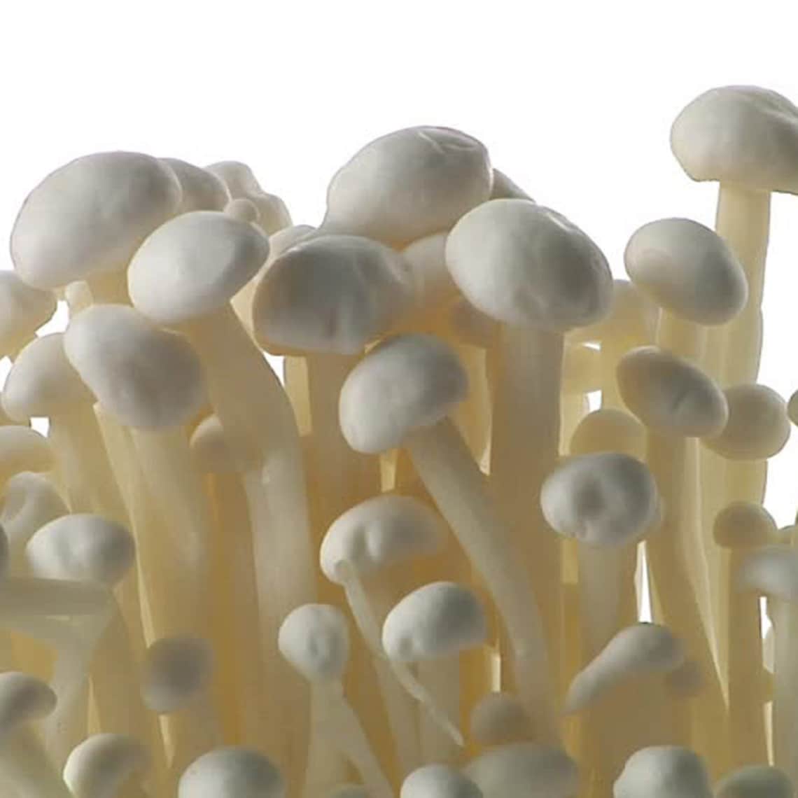 Enokitake Mushroom Liquid Culture Syringe Spore Free Live | Etsy