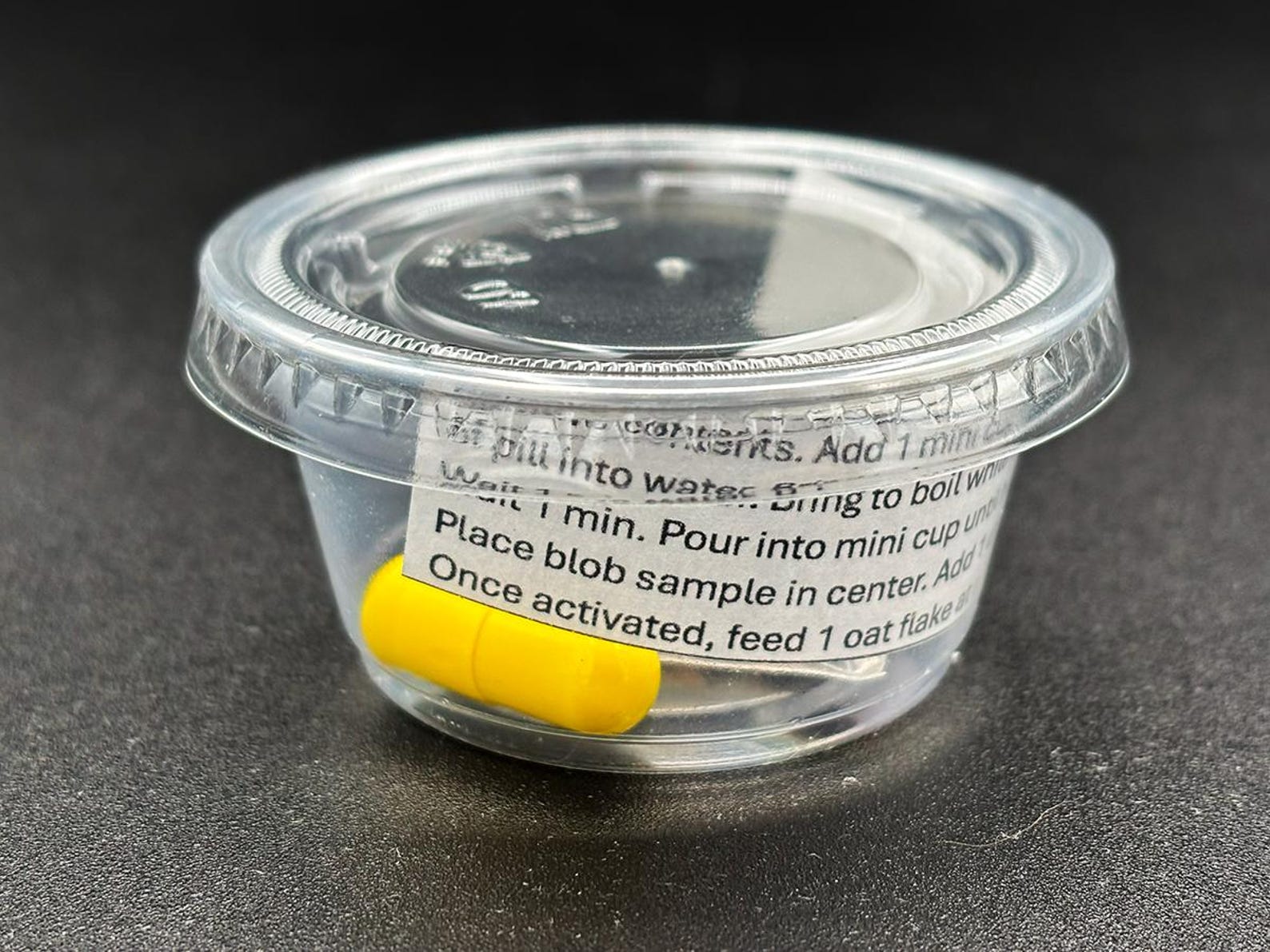 Mini Blob Kit -slime Mold - Physarum Polycephalum - Etsy