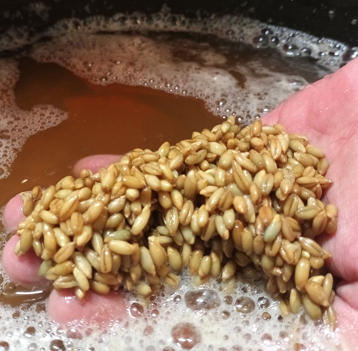 Sterilized Rye Berries Mushroom Substrate Bags for Grain Spawn - Etsy