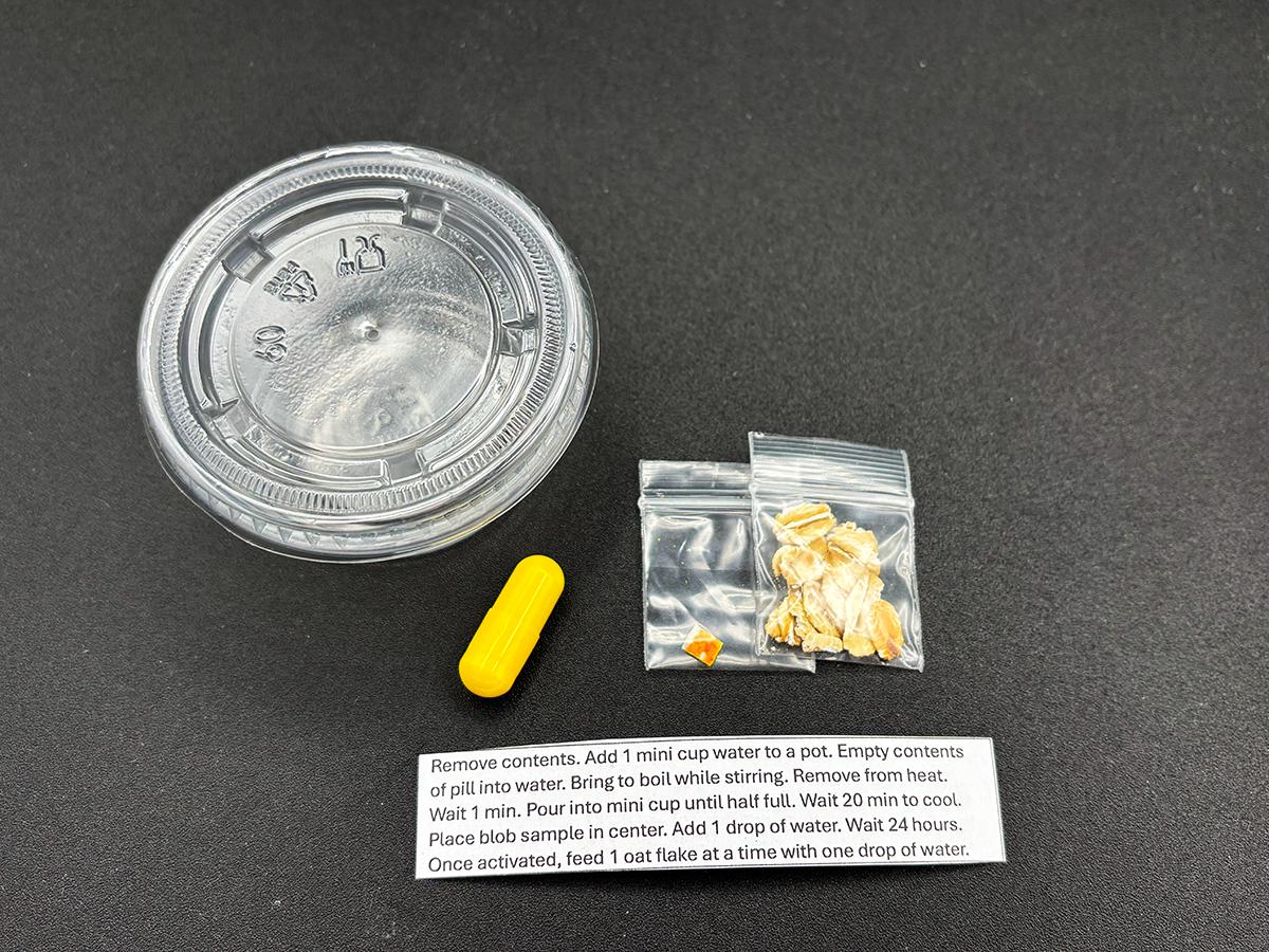 Mini Blob Kit -slime Mold - Physarum Polycephalum - Etsy