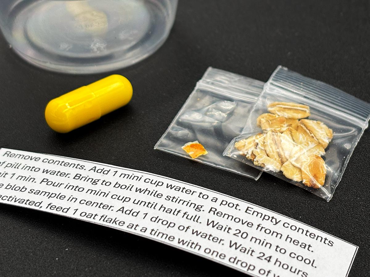 Mini Blob Kit -slime Mold - Physarum Polycephalum - Etsy