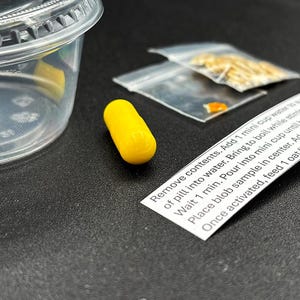 Mini Blob Kit -slime Mold - Physarum Polycephalum - Etsy
