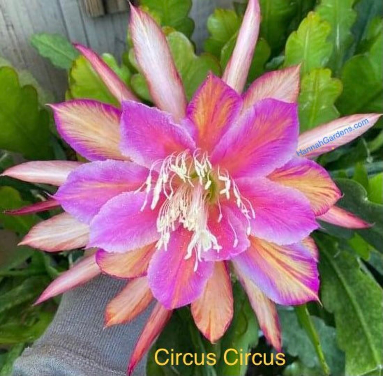 1 Cutting/ Leaf/ Stem Circus Circus 1 Epiphyllum Orchid | Etsy