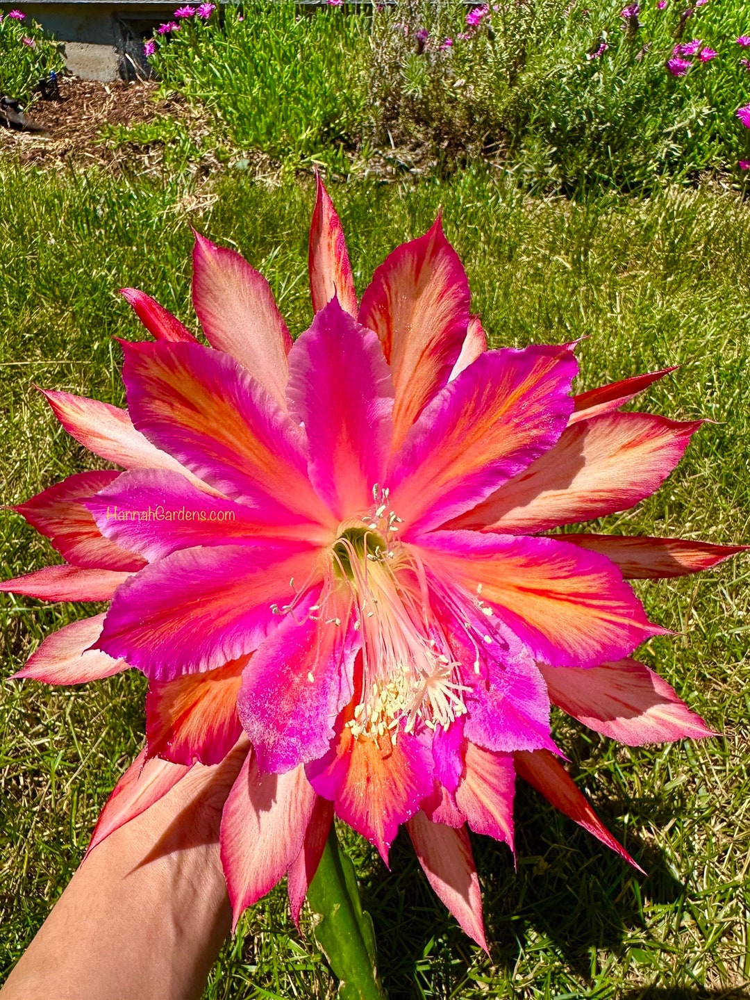 1 Cutting/ Leaf/ Stem Circus Circus #1 Epiphyllum Orchid Cactus 6-8” - Etsy