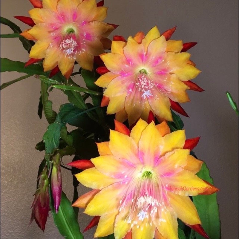 Epiphyllum Plant - Etsy