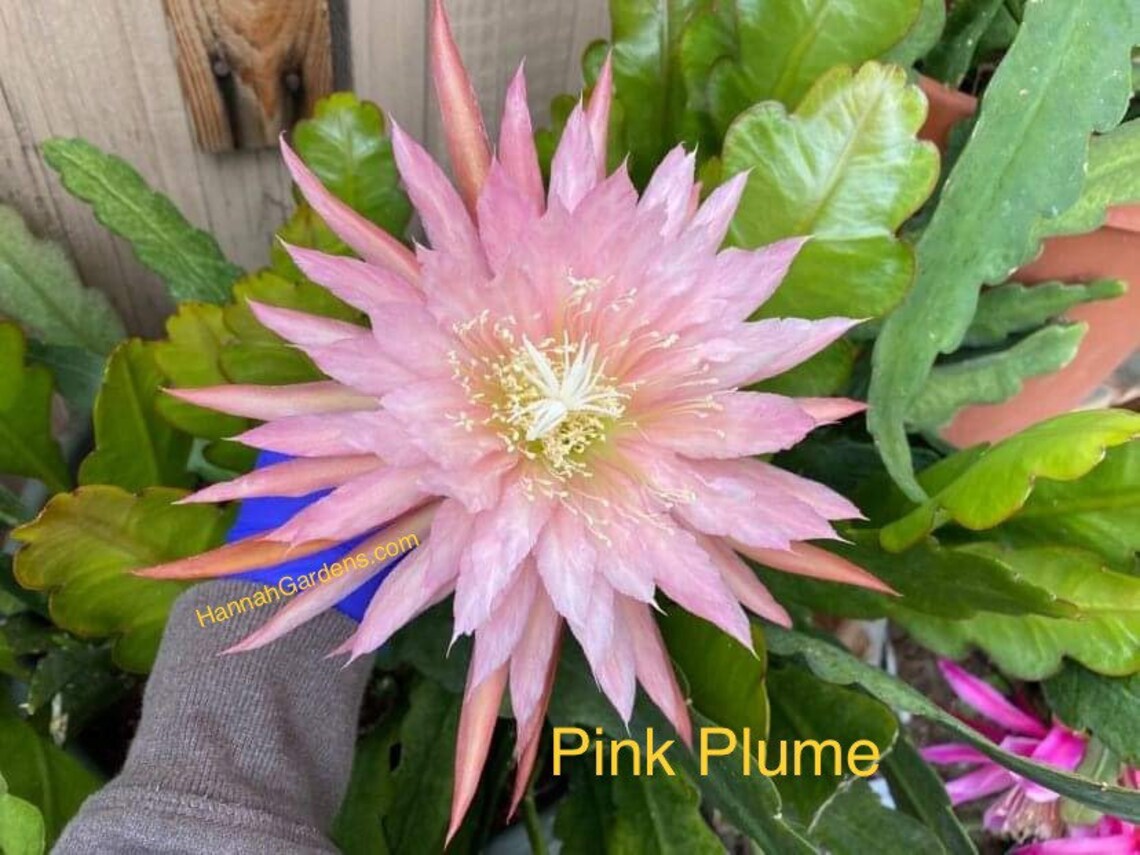 1 cutting/ leaf/ stem Pink Plume Epiphyllum Orchid Cactus | Etsy