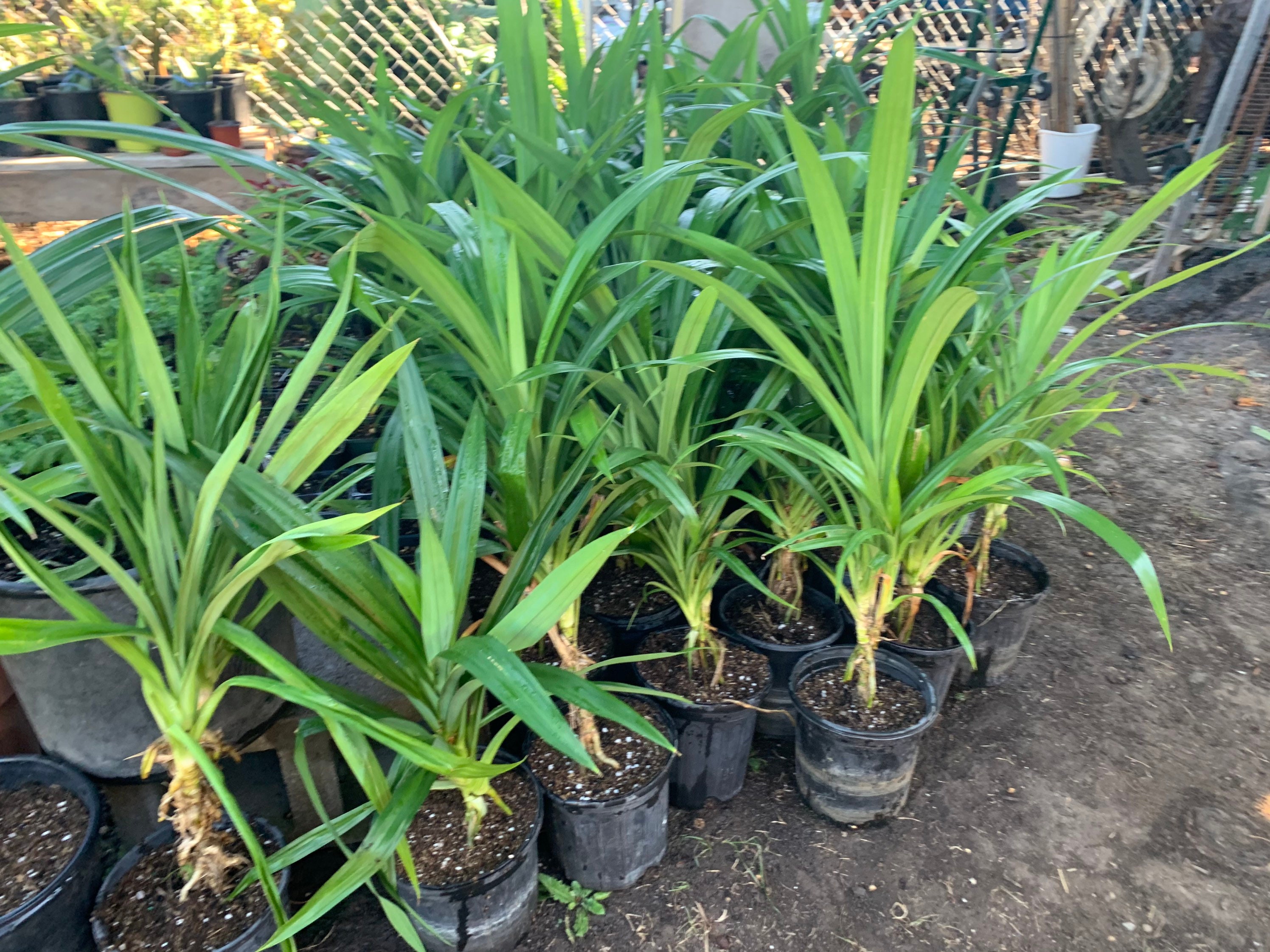 Pandan Leaves Plant Large 10-15 Inches Full Root in Pot Lá - Etsy