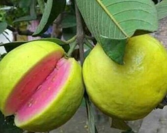 Taiwan Ruby Seedless Guava - Etsy