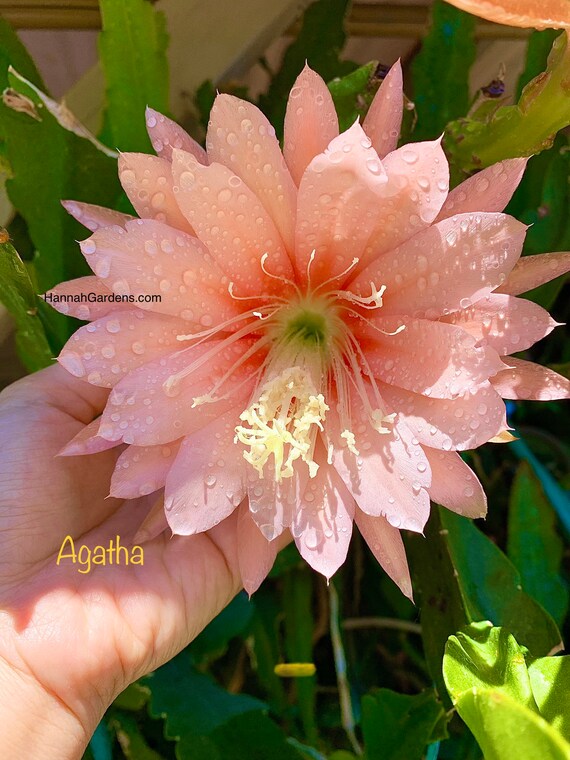 Agatha Epiphyllum Orchid Cactus 1 Cutting 8-10 Long - Etsy