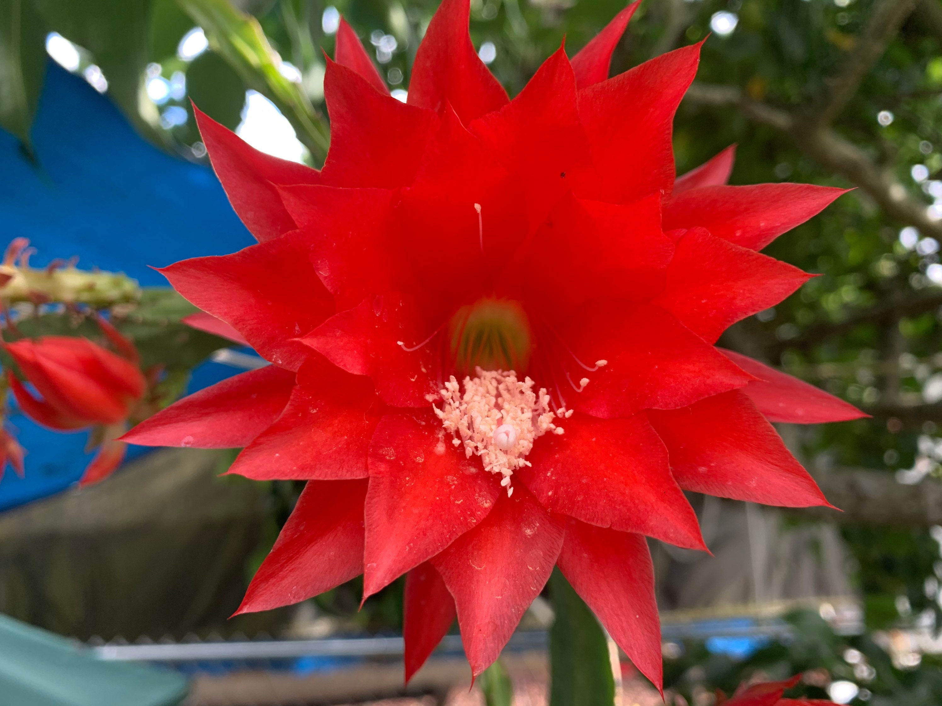 Craft Supplies & Tools Home & Hobby Floral & Garden Crafts 1 cuttings ...