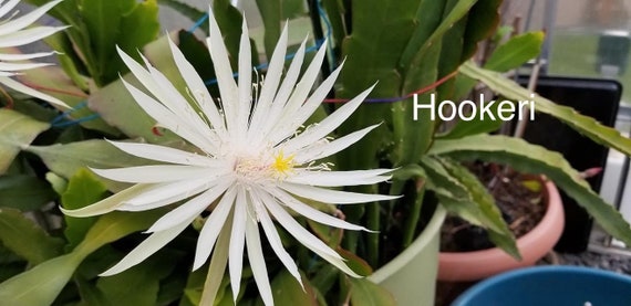 1 Cutting/ Leaf/ Stem Hookeri Epiphyllum Orchid Cactus 6-8 - Etsy