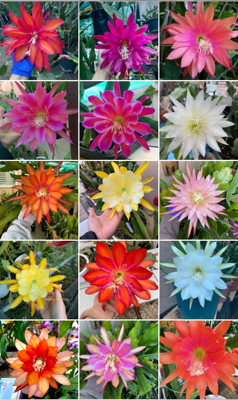 Planters & Pots Outdoor & Gardening Home & Living Collector super Pro ...