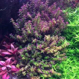 3 Stems Rotala Pearl! Live Aquarium Plants! Free S/h Live Aquatic ...