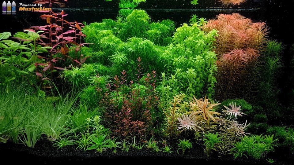 9 Species 45 Assorted Stems Live Aquarium Plants Package - Etsy