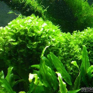 2x2 Inch Portion of Subwassertang Moss! Live Aquarium Plants! Free S/h ...
