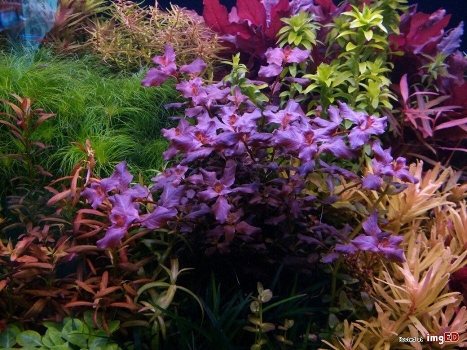 3 Stems Ludwigia Ovalis Pink Rare Live Aquarium Plants Free - Etsy