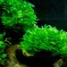 2x2 Inch Portion of Subwassertang Moss Live Aquarium Plants Free S/h ...