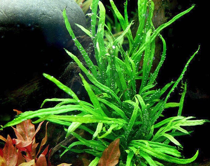 1 Trident Fern Plant! Live Aquarium Plants! Free S/h Live Aquatic ...