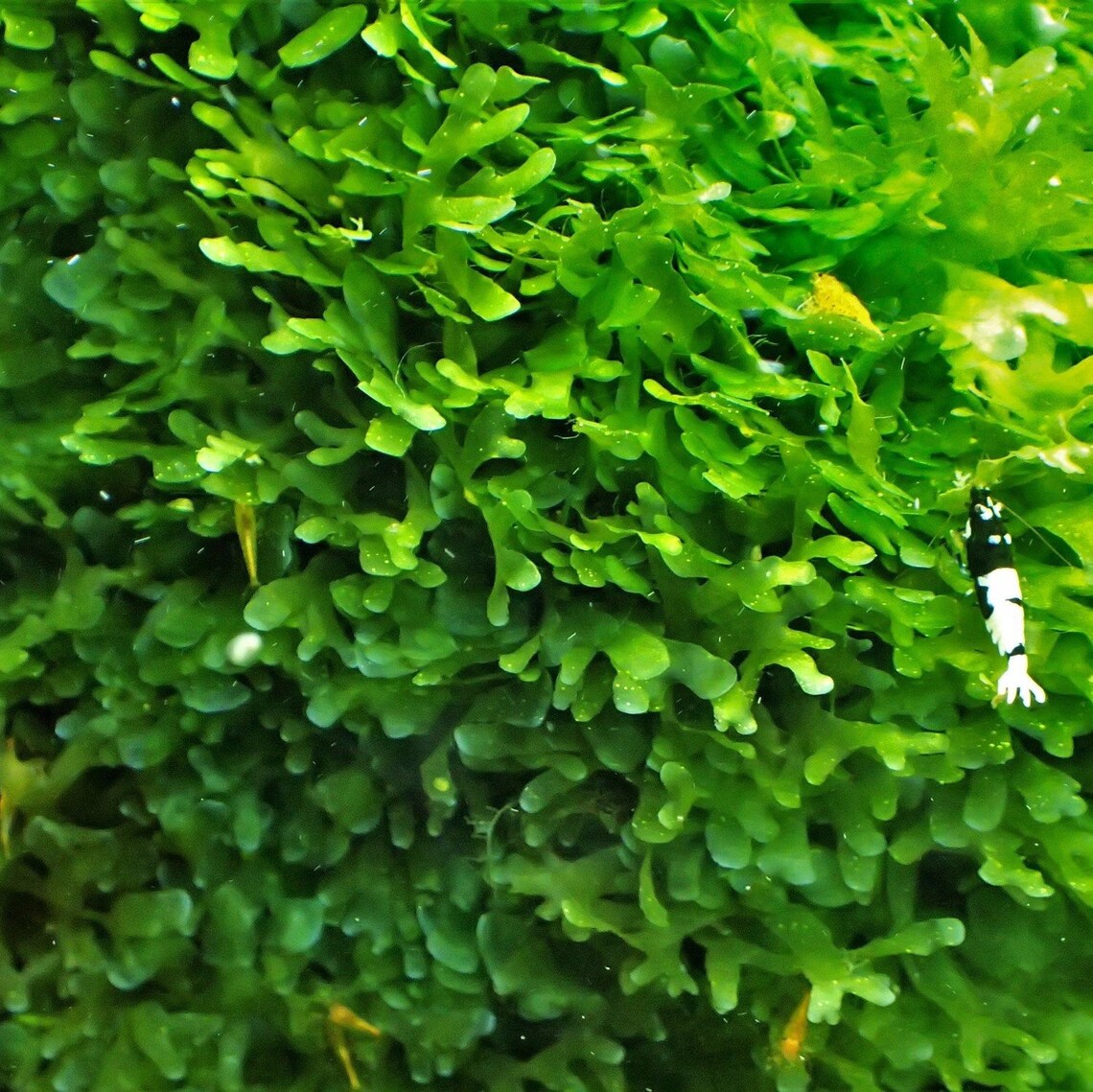4x4 Inch Portion of Subwassertang Live Aquarium Plants Free - Etsy