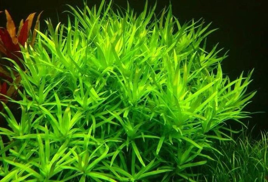 3 Stems Stargrass Live Aquarium Plants Free S/h Aquatic Plants - Etsy