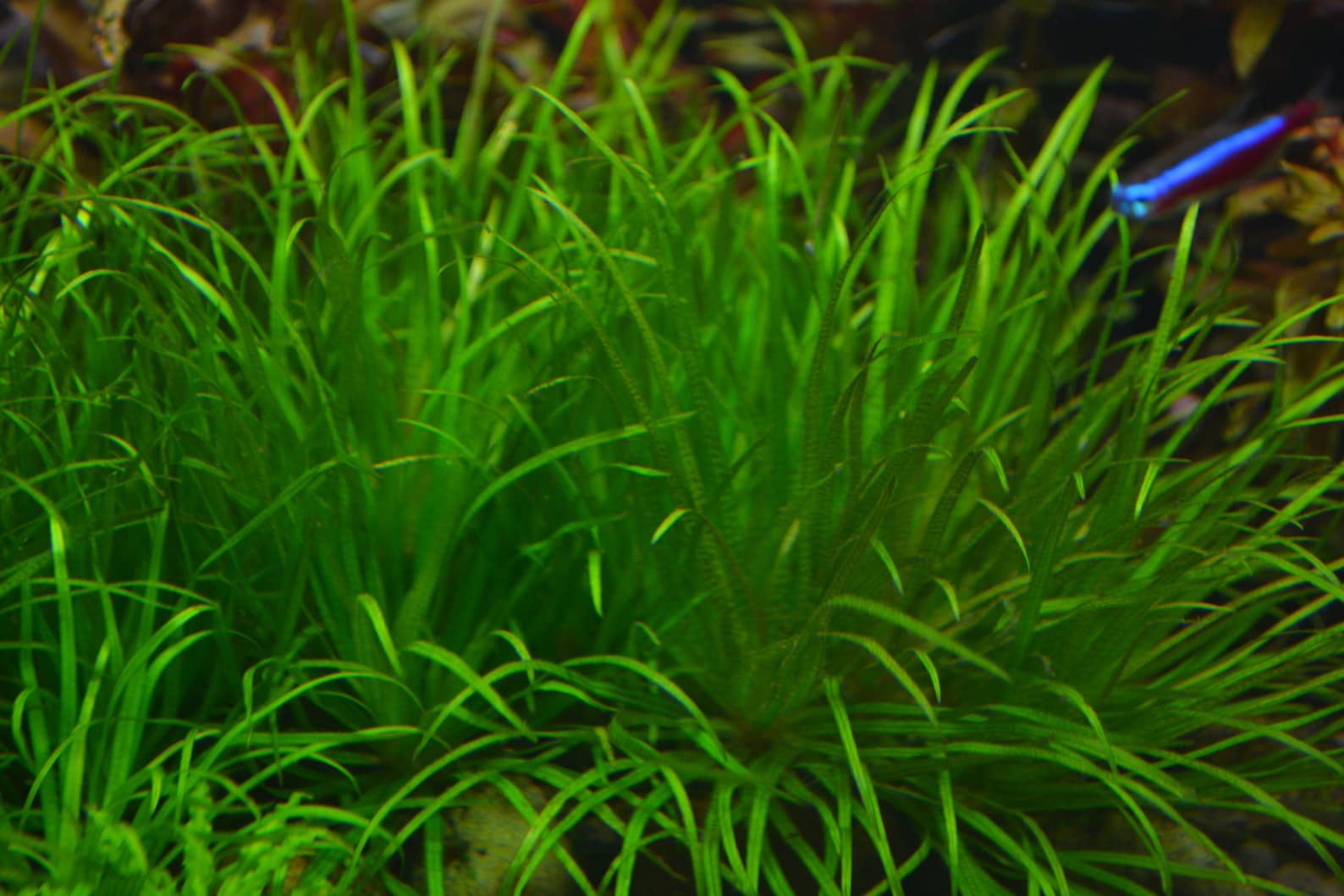 3 Blyxa Japonica Plants Live Aquarium Plants Free S/h Live - Etsy