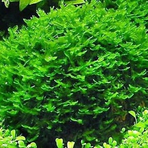 1x1 Inch Portion of Subwassertang Live Aquarium Plants Free S/H Live ...