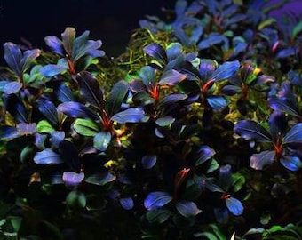 1 Pink Flamingo Crypt Plant Live Aquarium Plants Free S/h Live Aquatic ...