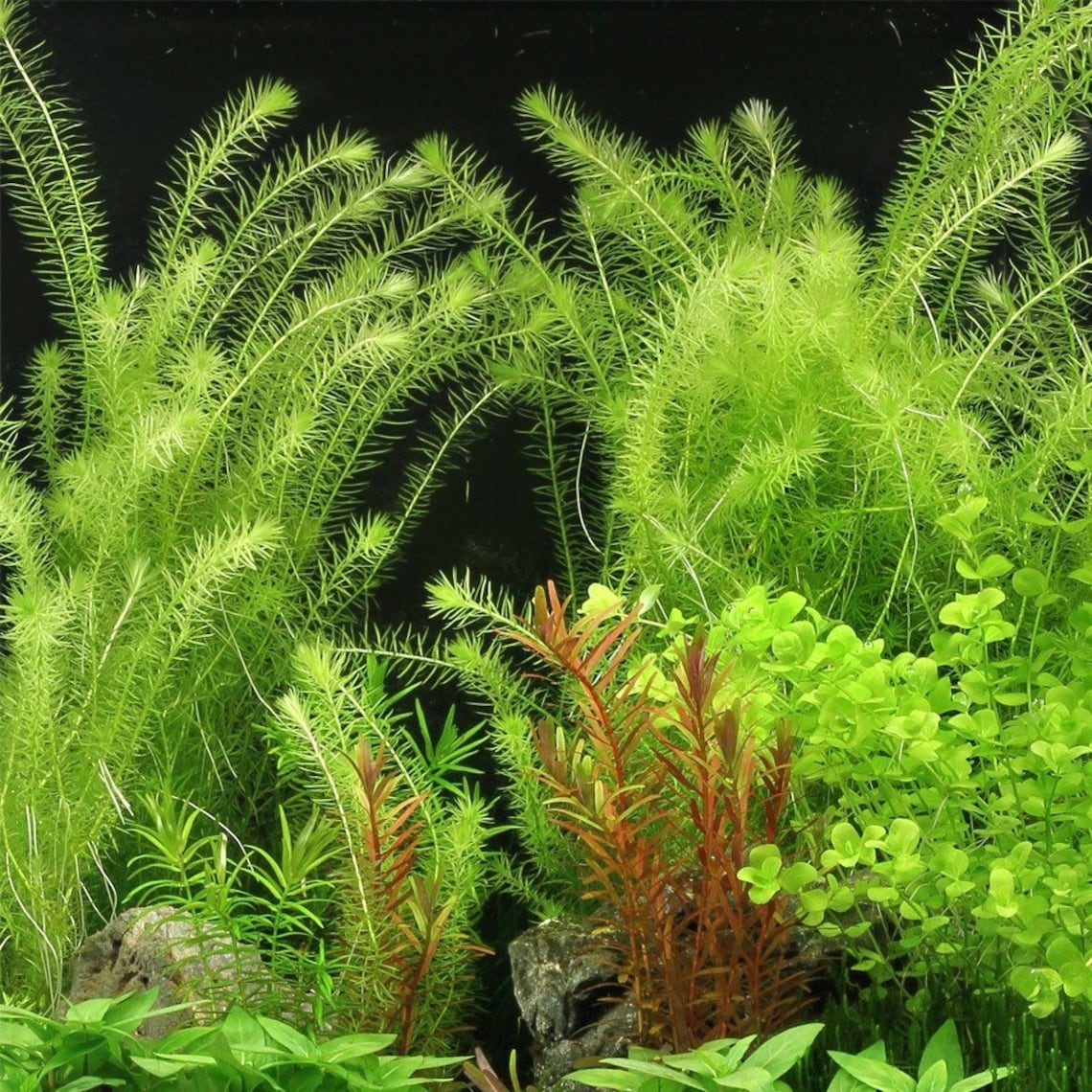 3 Stems Mayaca Fluviatilis Live Aquarium Plant Free S/h | Etsy
