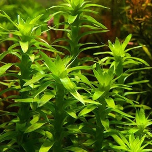 3 Stems Tonina Sp Lotus Blossom Live Aquarium Plants Free S/h Live ...