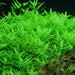 3 Stems Rotala Sp Green Live Aquarium Plants Free S/h Aquatic Plants - Etsy