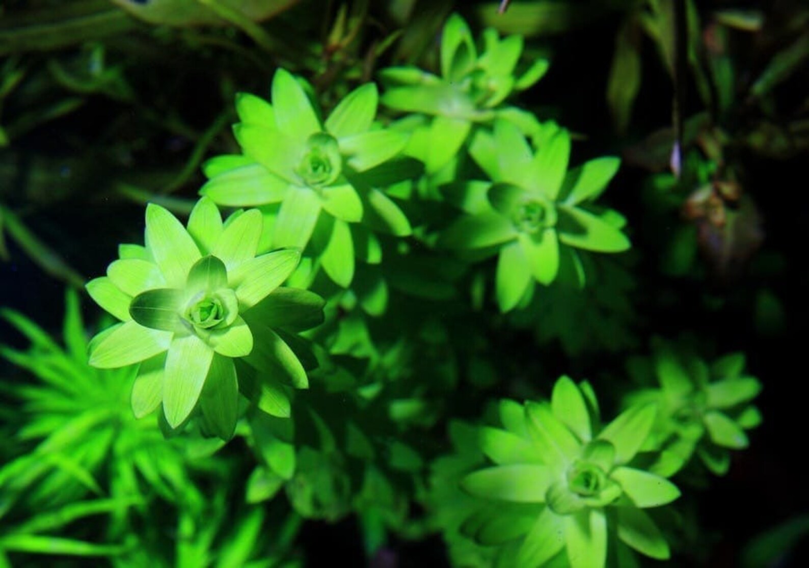 3 Stems Tonina Sp Lotus Blossom Live Aquarium Plants Free S/h Live ...
