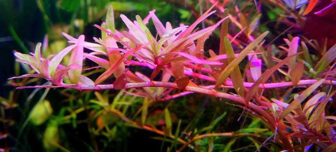 6 Species Rotala Mix 50 Stems Live Aquarium Plants Free S/h - Etsy