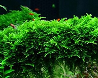 2x2 Inch Portion of Subwassertang Moss Live Aquarium Plants | Etsy