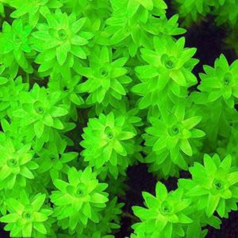 3 Stems Tonina Sp Lotus Blossom Live Aquarium Plants Free S/h - Etsy