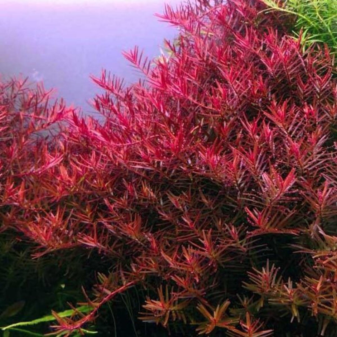 Rotala Rotundifolia Red