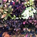 2 Bucephalandra Micro Plants! Live Aquarium Plants! Free S/h!! Live ...
