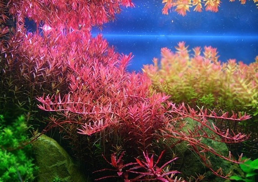 3 Stems Rotala Colorata Live Aquarium Plants Free S/h - Etsy