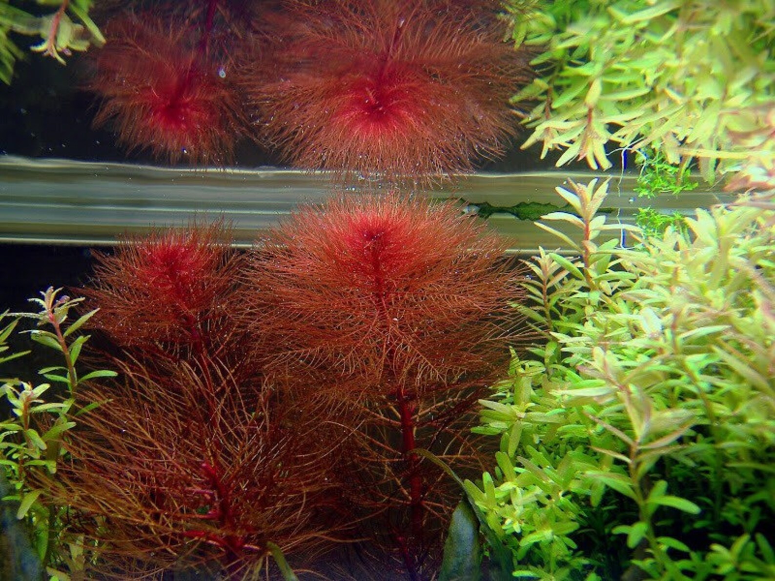 3 Stems Red Myrio Live Aquarium Plants Free S/h Live Aquatic Plants - Etsy